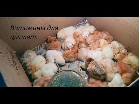Витамины для цыплят. - YouTube