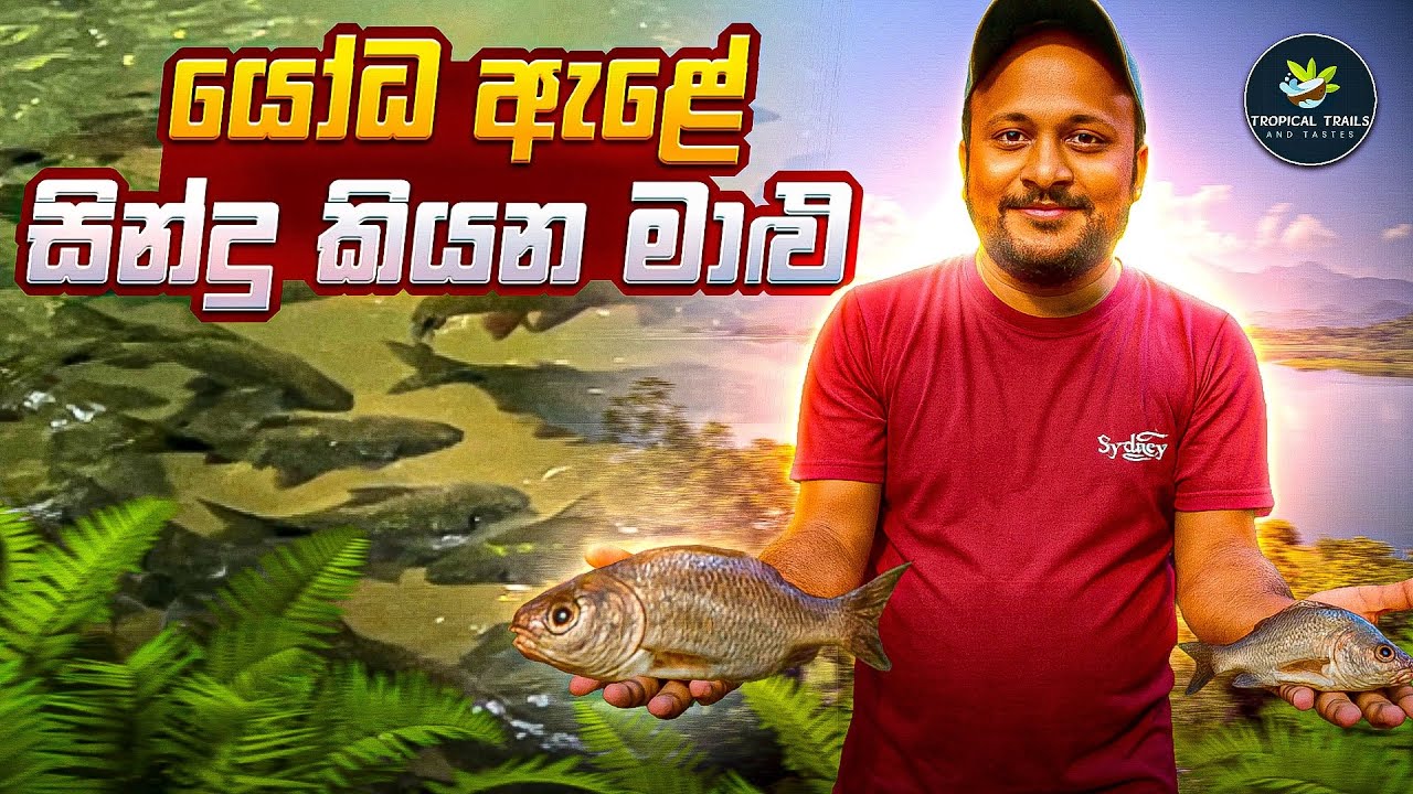 යෝධ ඇළේ සින්දු කියන මාළු |The Singing fish in Yoda Ela | Tropical ...