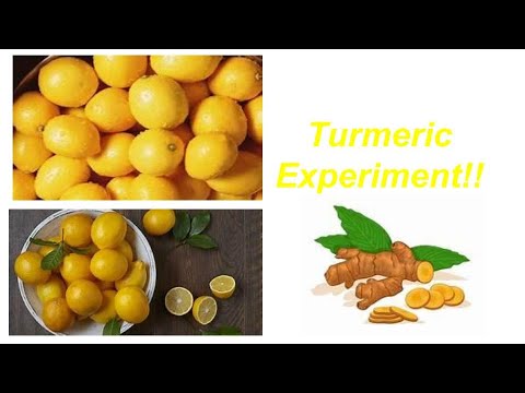 Experiment with Turmeric and Lemon | Turmeric Turns back to its Normal ...