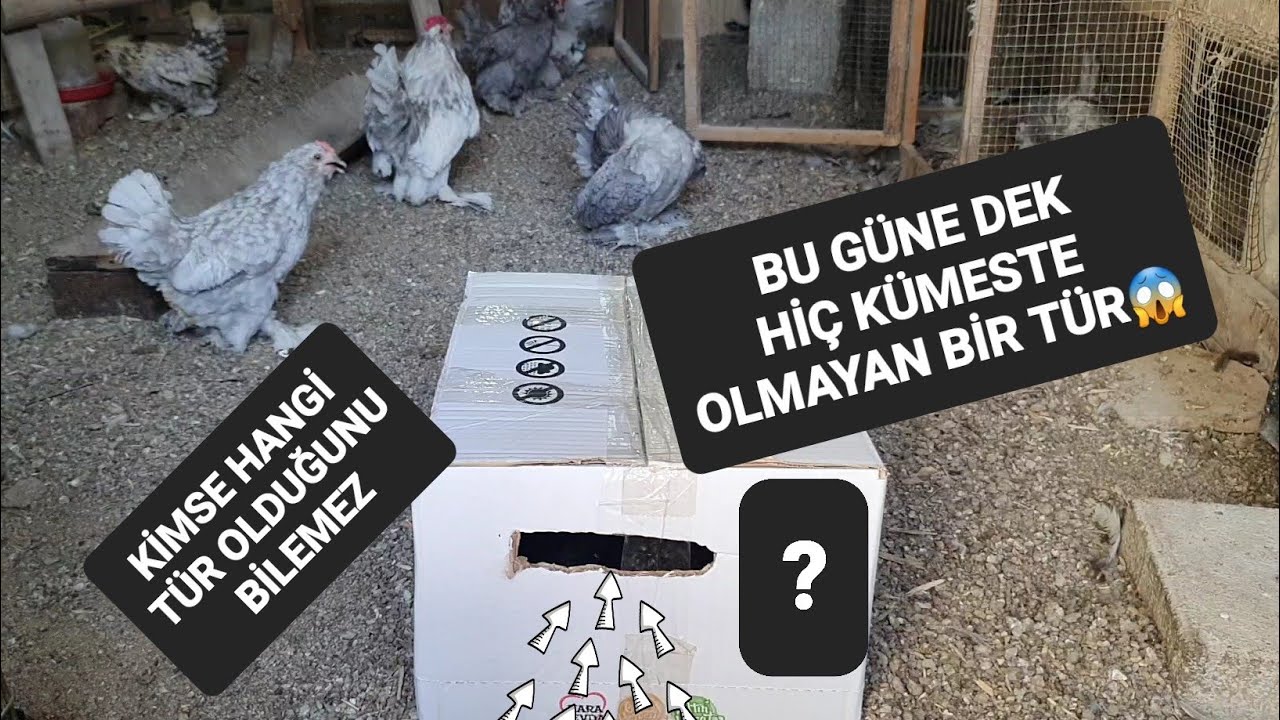 KÜMESE YENİ BİR TAVUK TÜRÜ GETİRDİM ŞOK OLACAKSINIZ tahmin edebilenler ...