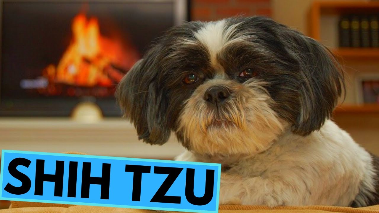 Shih Tzu Dog Breed - Facts and Information - YouTube