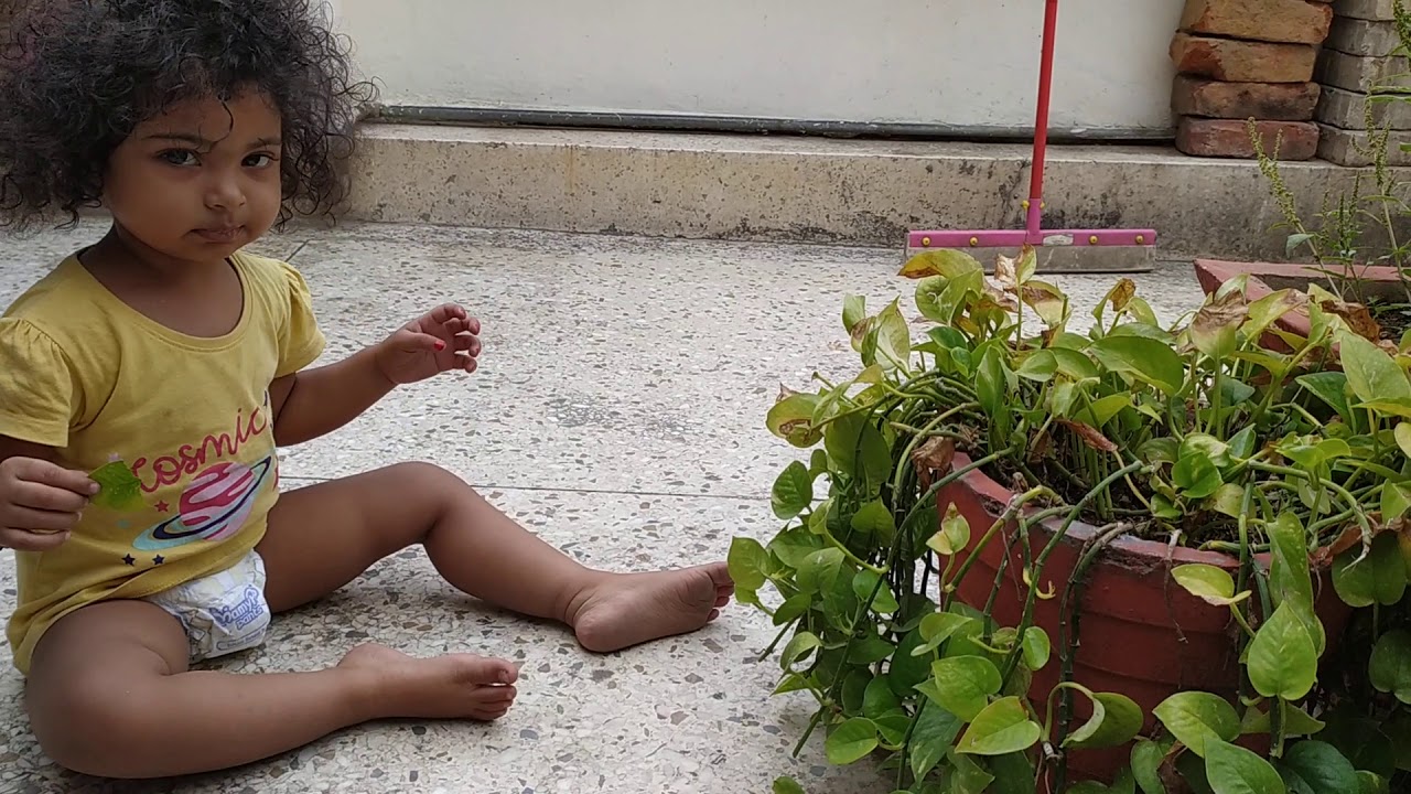 Baby aayra (20months) explains morphology of money plant - YouTube