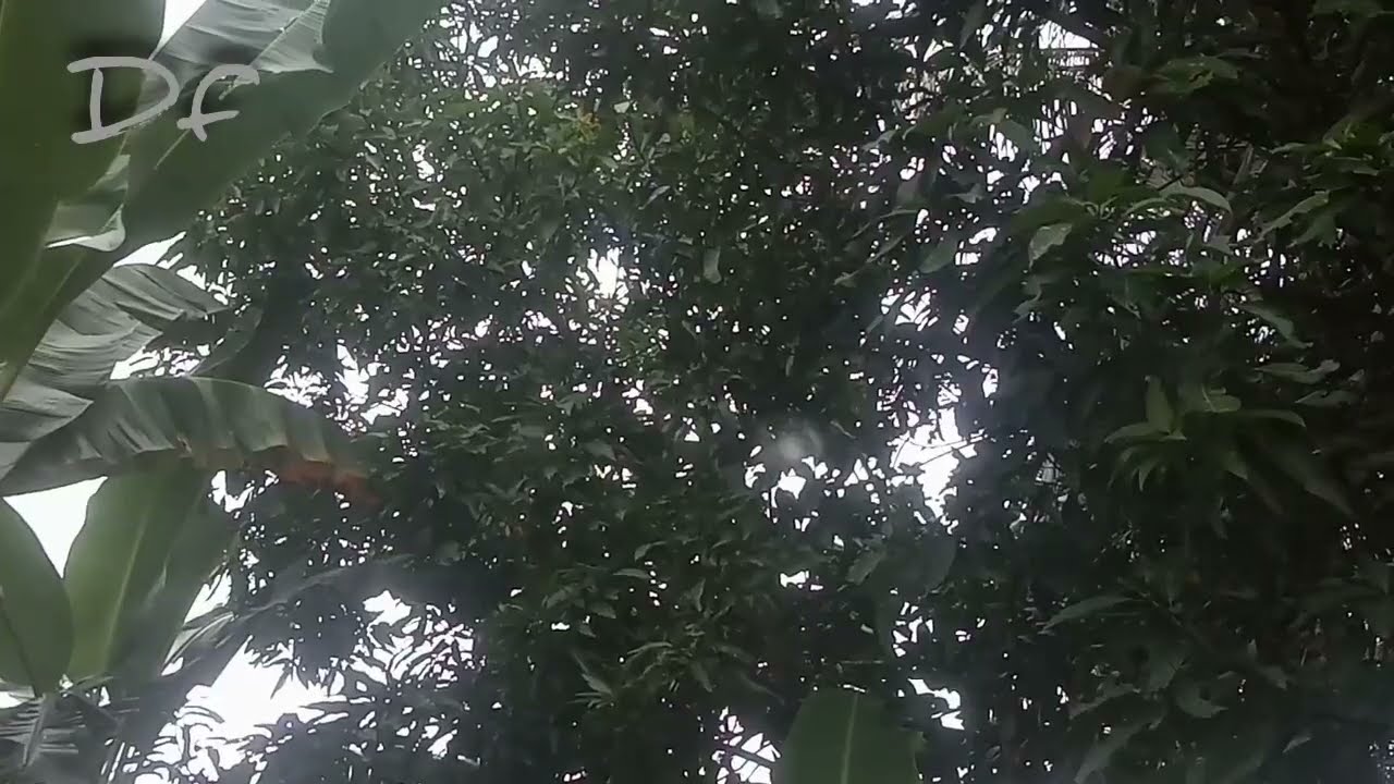 Masteran burung ‼️ ciung air lurik - YouTube