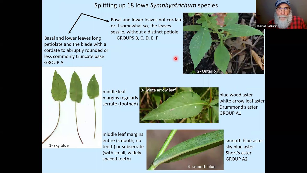Native Aster Identification - YouTube