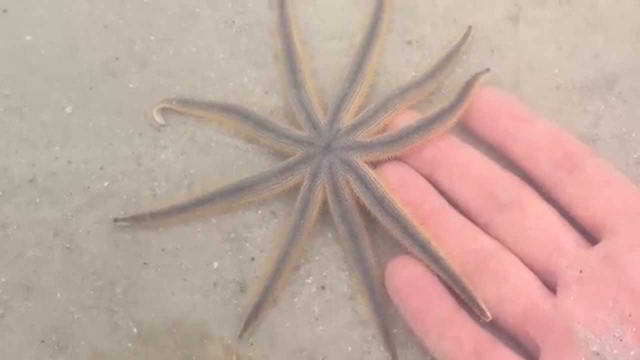 Starfish Buries Itself in Sand to Protect Itself from Predators! - YouTube