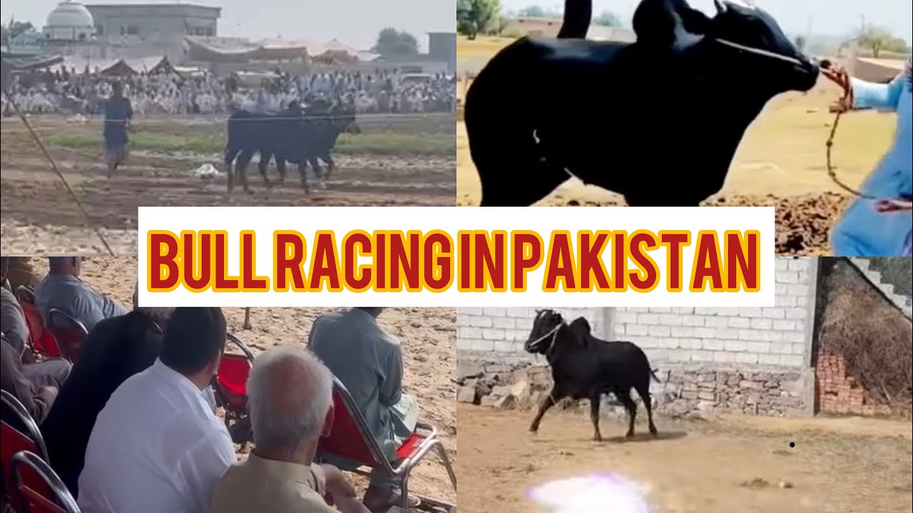 Bull Racing in Pakistan || Bail Racing #youtubevideo - YouTube