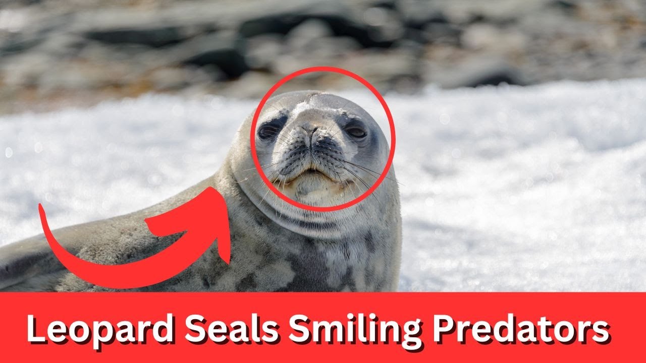 Beware the Smiling Predators The Unseen Dangers of Leopard Seals # ...