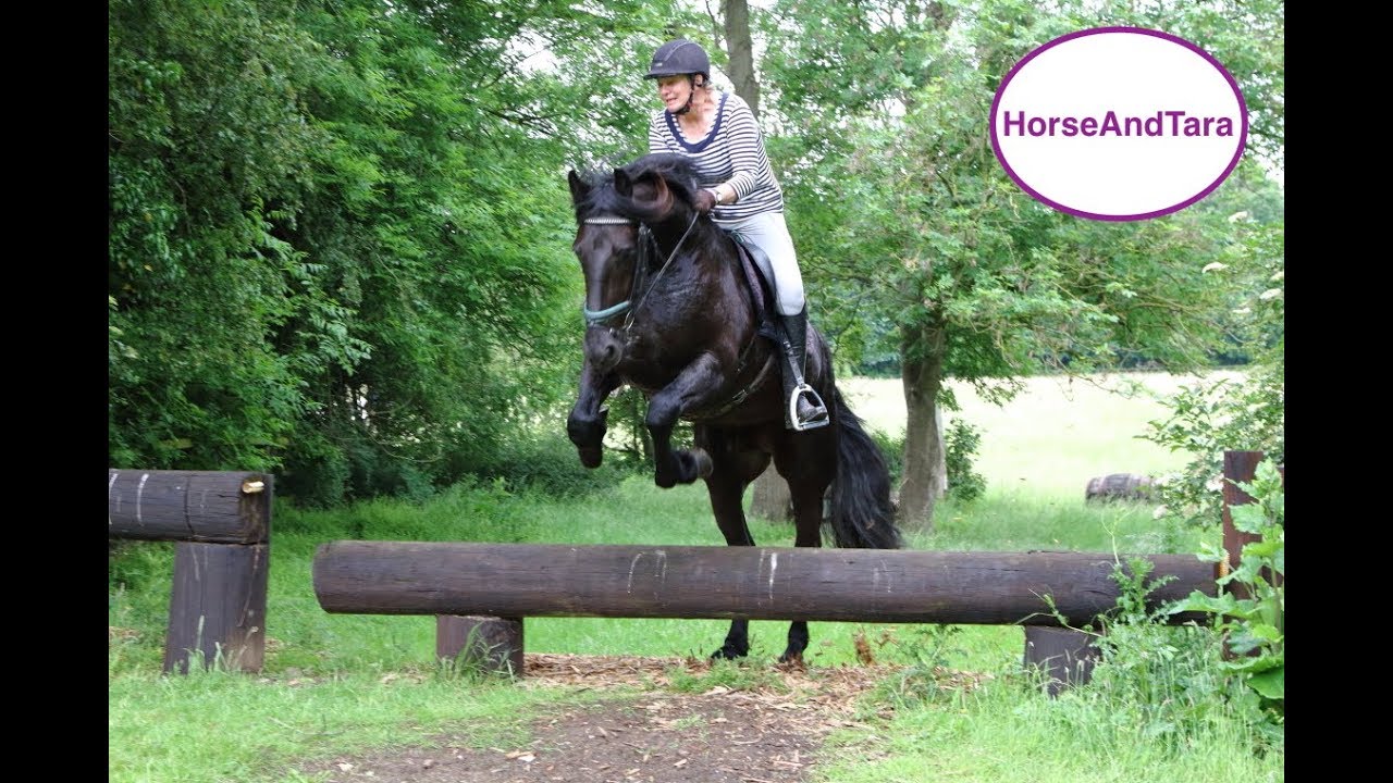 Friesian horse does hunt fun ride with optional jumps Part 1 - YouTube