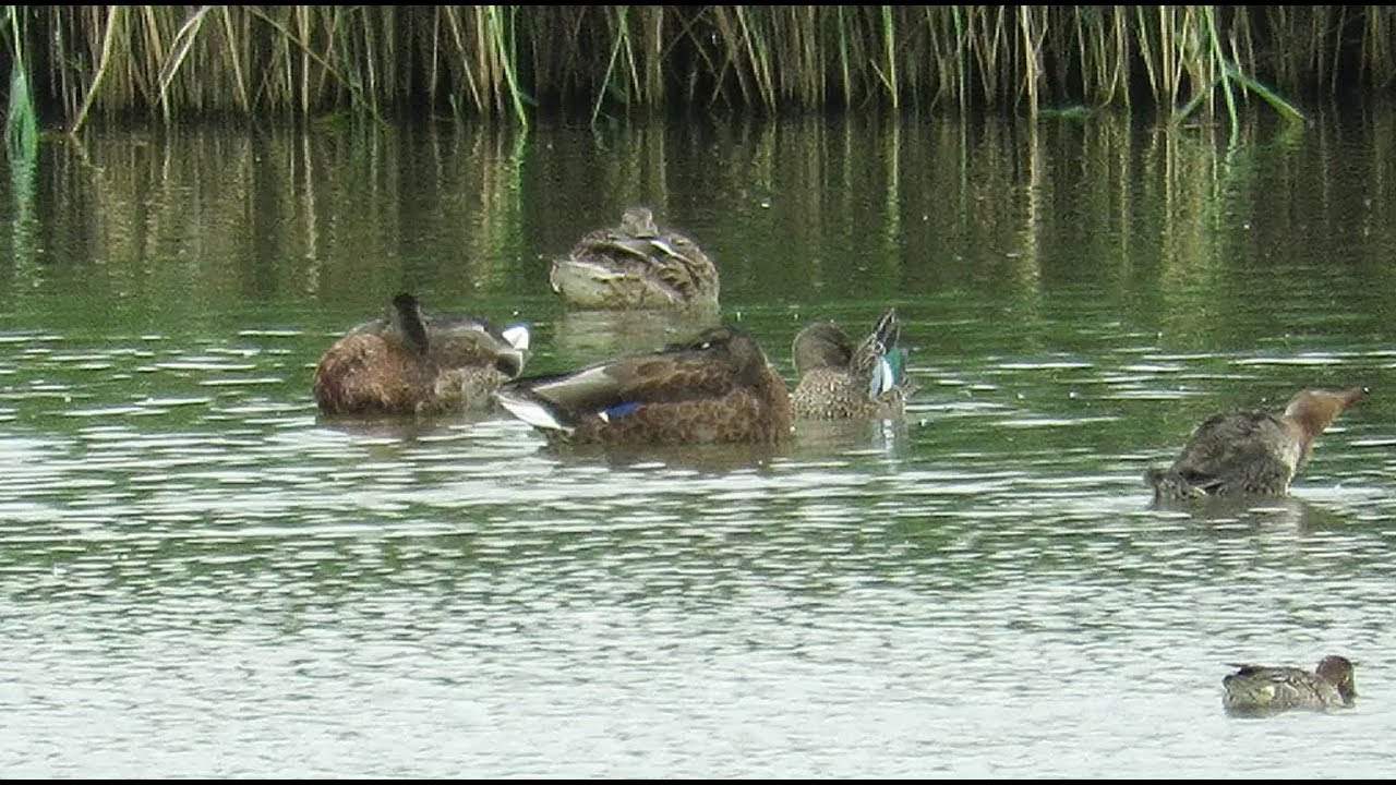 Preening eclipse male Blue-winged Teal - Spatula discors / Kallo ...