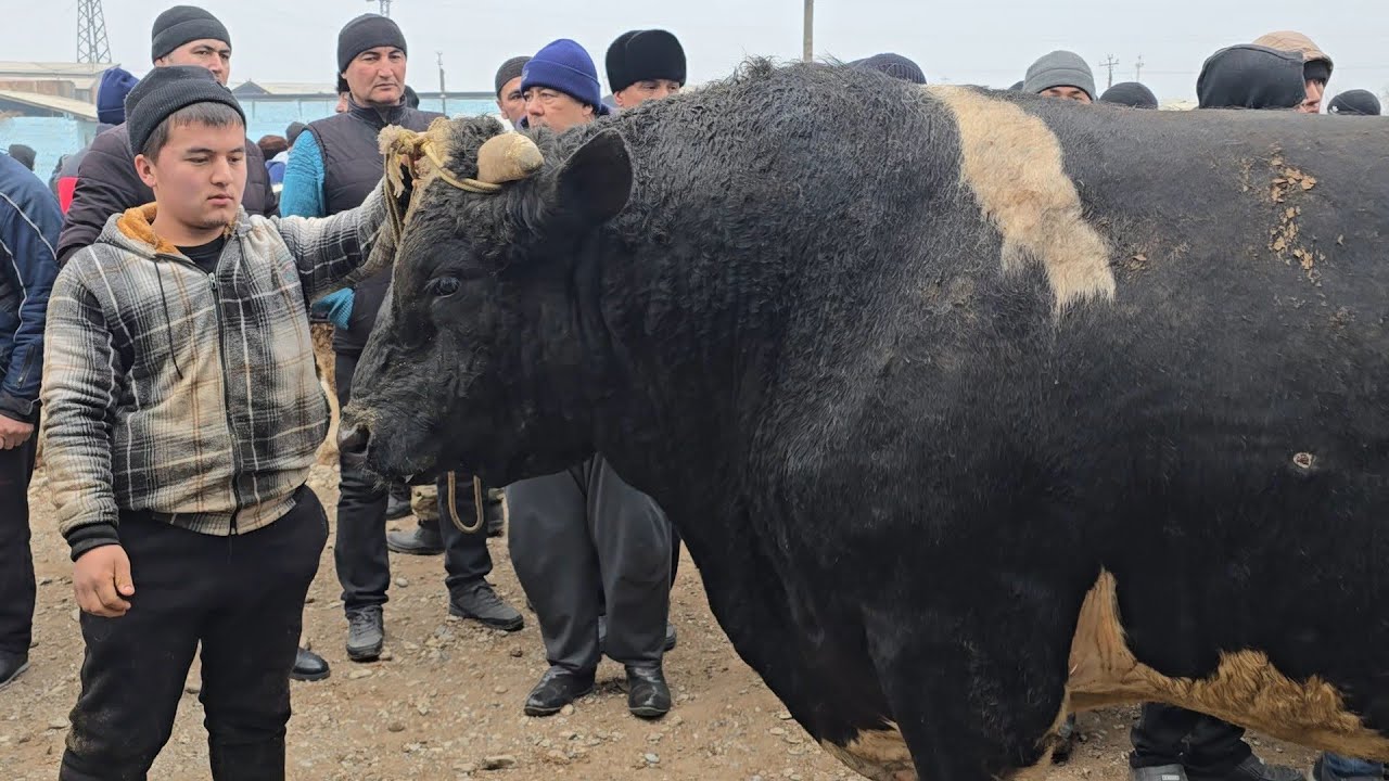 Daxshat 1.2 Tonna Rekord Buqalar Margilon mol bozori 16.02.2025 ...