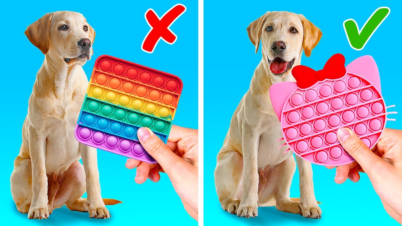COMPILACIÓN DE TRUCOS PARA MASCOTAS || Manualidades baratas e ...