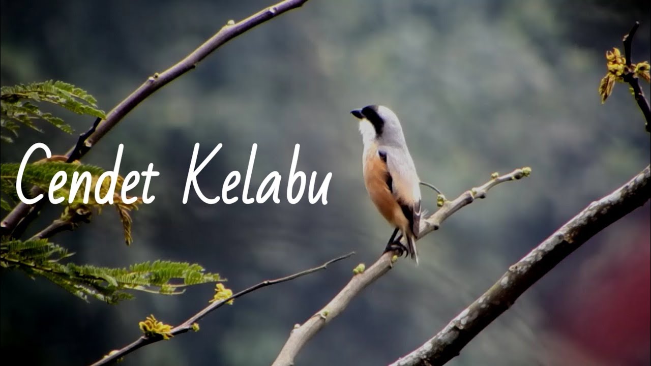 Cendet kelabu burung yang mudah menghilang saat lingkungan sudah rusak ...