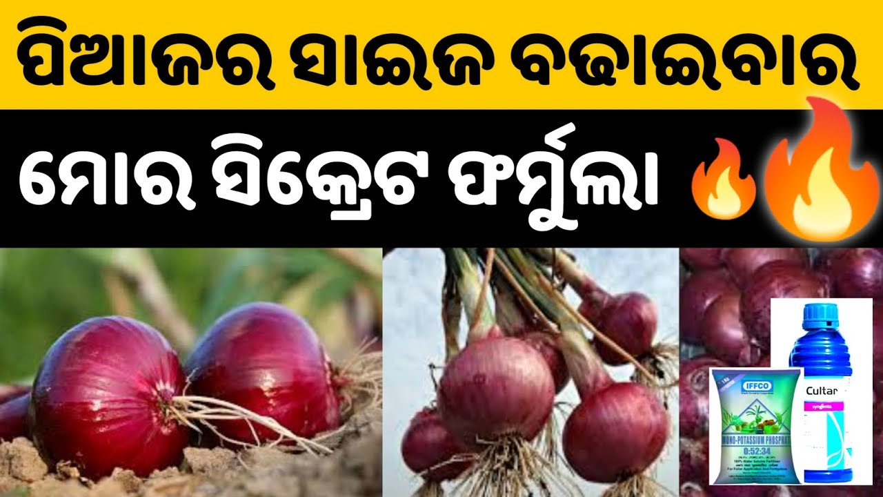 ପିଆଜର ସାଇଜ ଦୁଇ ଗୁଣା ଏମିତି ହେବ | How Increase Onion Bulb Size | Piaja ...