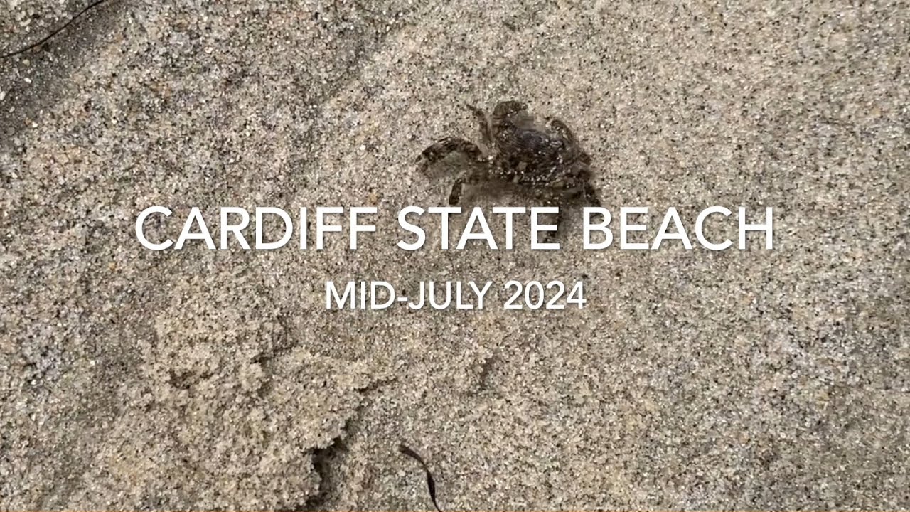 Cardiff State Beach mid-July 2024 - YouTube