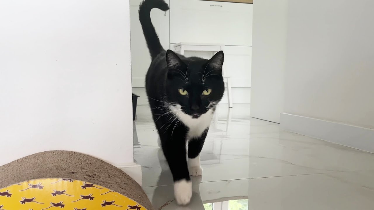 Cat crashes into the camera and waits for rescue - YouTube