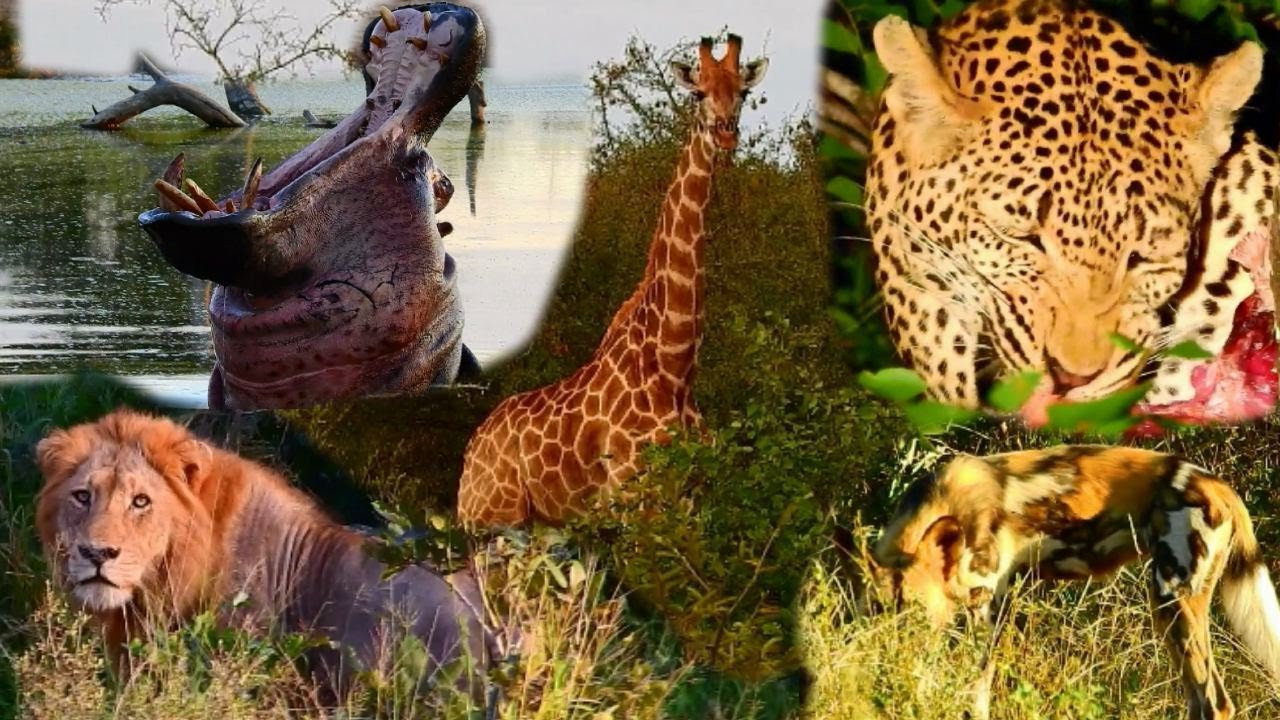 Safari At Ingwelala (The Place Of The Sleeping Leopard) - YouTube