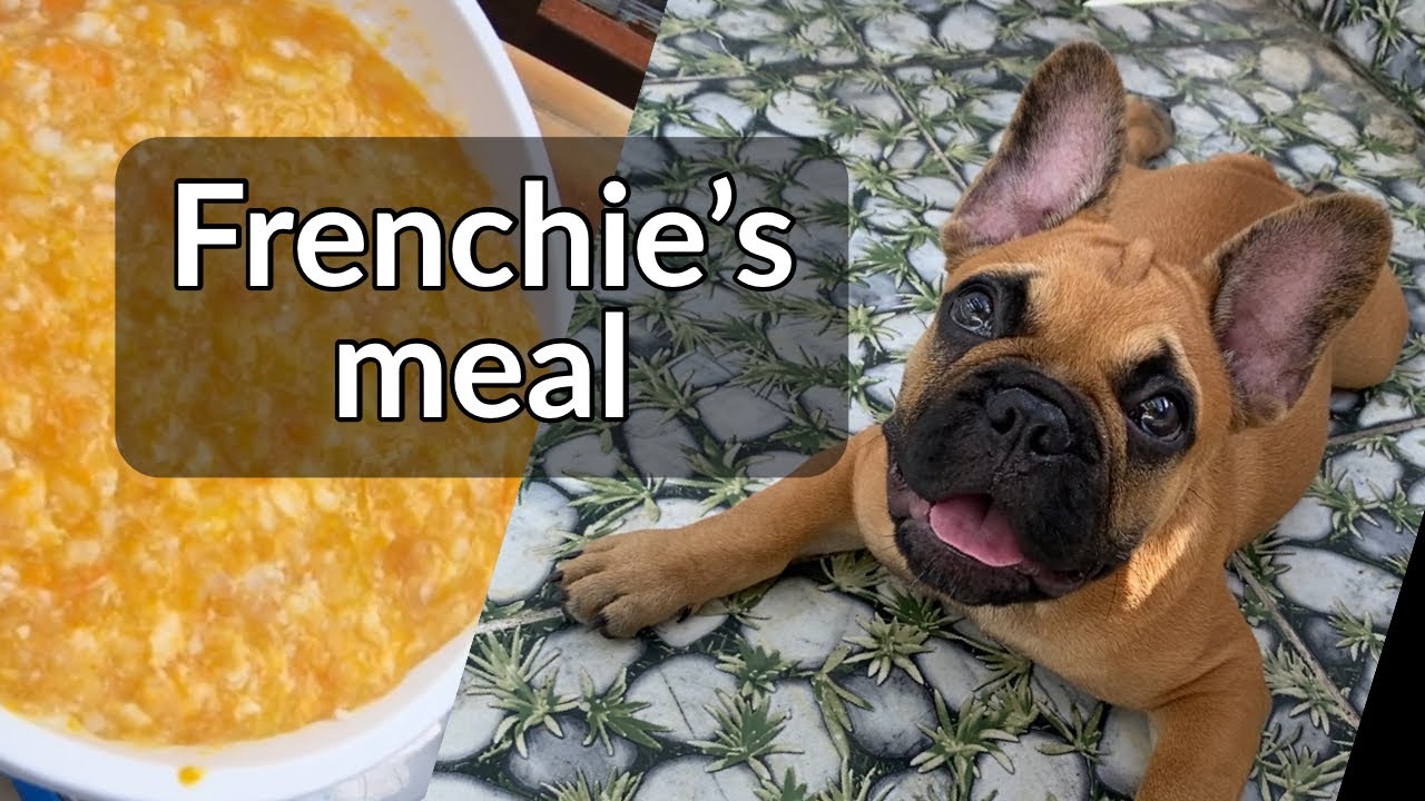 KOI's meal l Frenchie l Bull Pháp - YouTube
