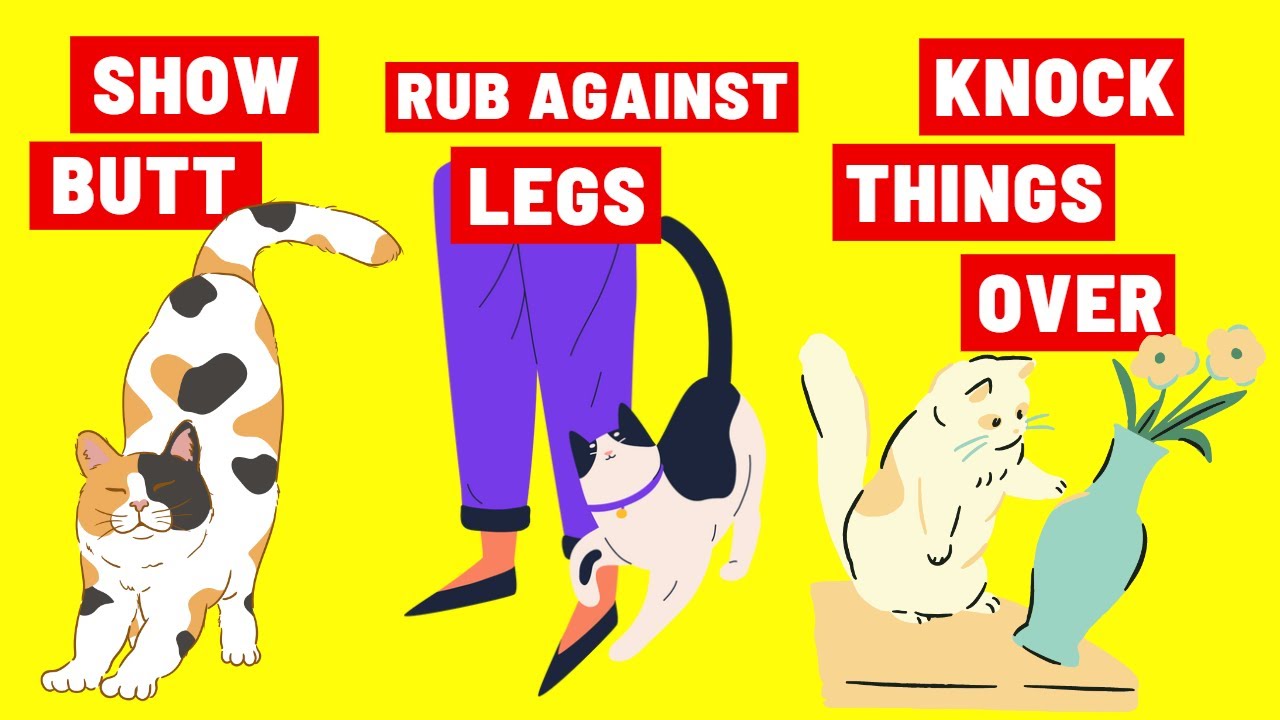 Real Meaning Behind 10 STRANGEST Cat Behaviors EXPLAINED - Cat World News