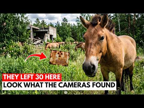 Ukraine Released 30 Wild Horses Into Chernobyl — What Camera Traps Found 20 Years Later