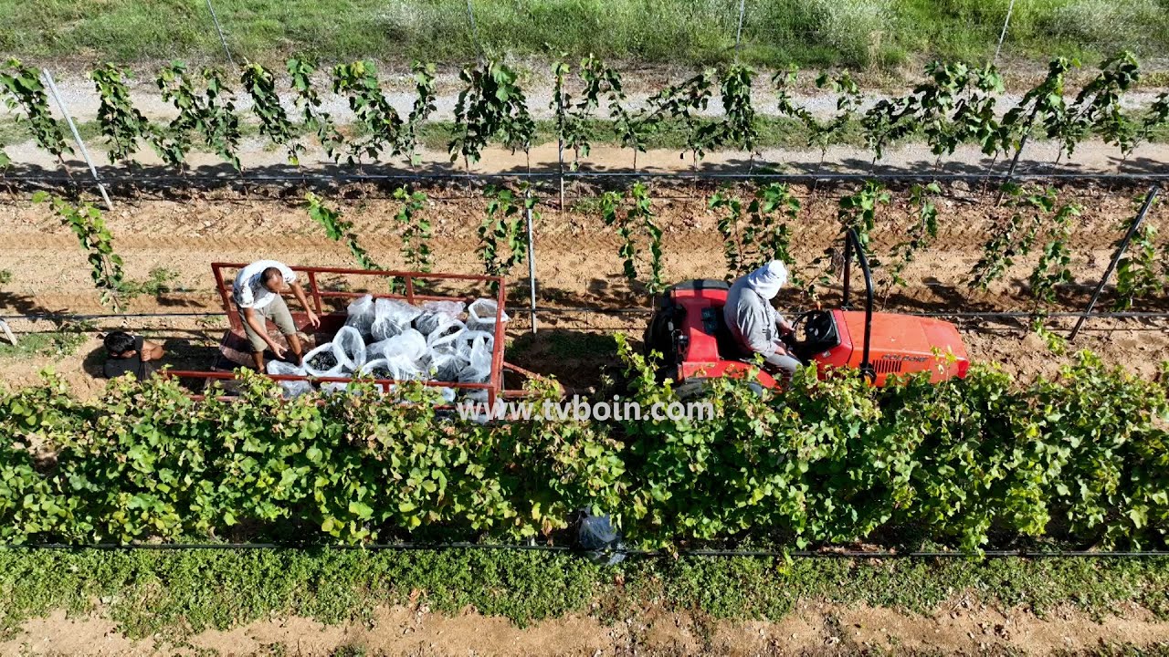 AKTUALE - Vreshtaria 2023 / Zef Dedvukaj - YouTube