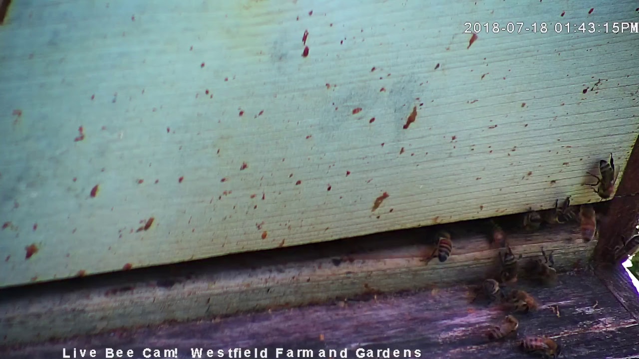 Live Honey Bee CAM - 1080p HD 24/7 Like & Share Us! Through Awareness ...