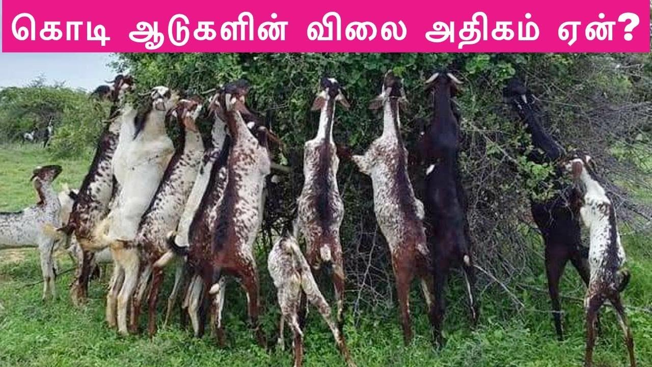 கொடி ஆடுகளின் விலை அதிகம் ஏன் | Kodi goat rates are high - YouTube