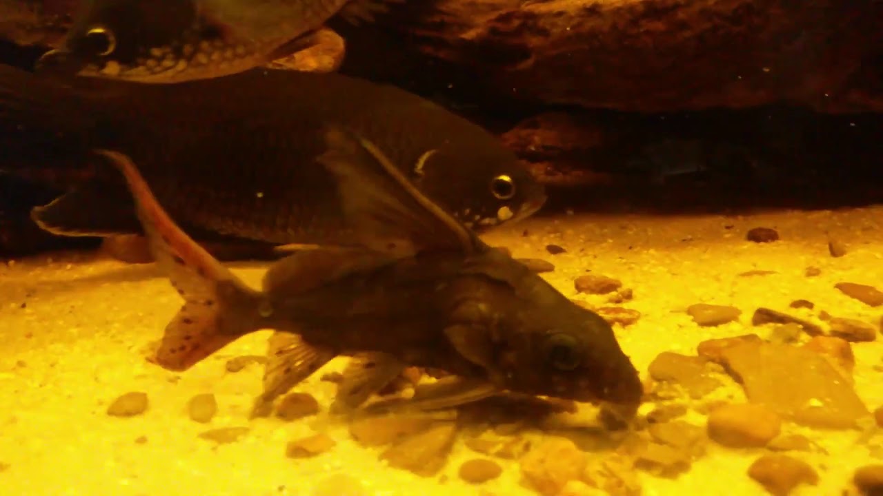 Synodontis clarias - YouTube