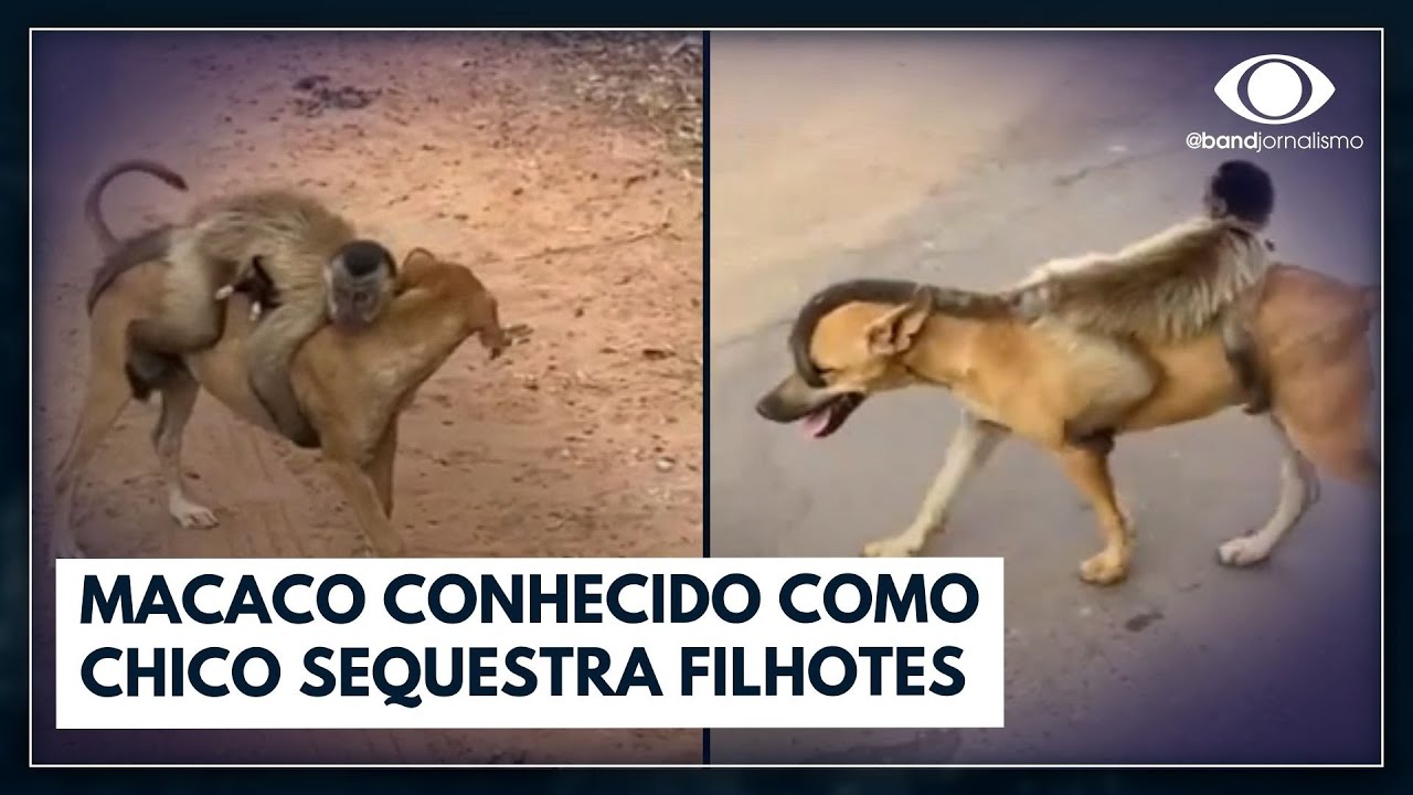 Macaco é flagrado sequestrando filhotes | Bora Brasil - YouTube