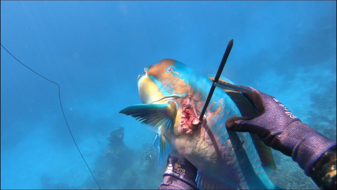 My first time spearfishing at the reef! - YouTube