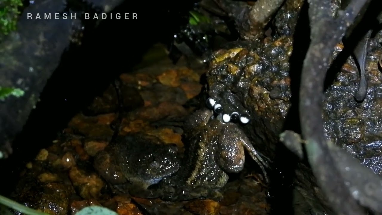 breeding behavior of "KUMBARA NIGHT FROG" (Nyctibatrachus kumbara ...