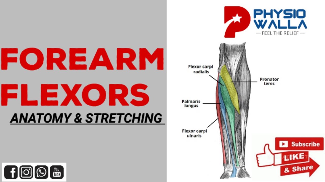 Anatomy & Self Stretching For Forearm Flexors Muscles @DrAnilsaini ...