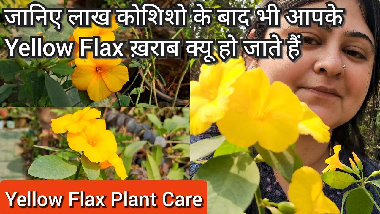 Yellow Flax/Reinwardtia indica plant care, How to grow and care Yellow ...