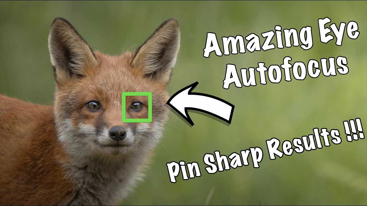 FOX Photography with the SONY A1 Eye Autofocus - YouTube