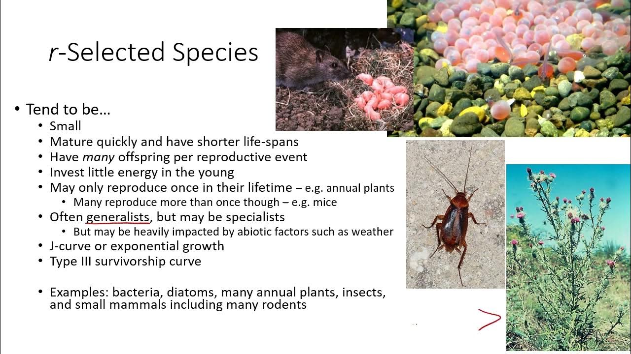 27. Generalists and Specialists, K- and r-Selected Species, and ...