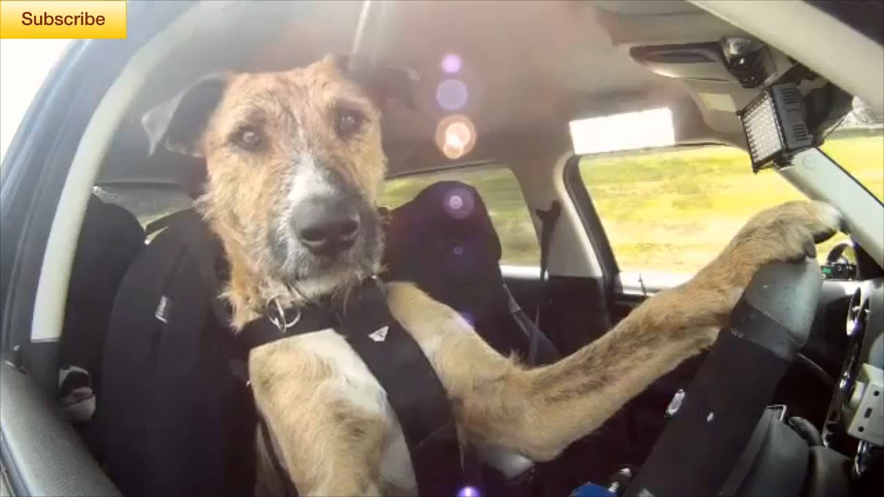 Porter The Worlds First Driving Dog! Must Watch Of 2012 - YouTube