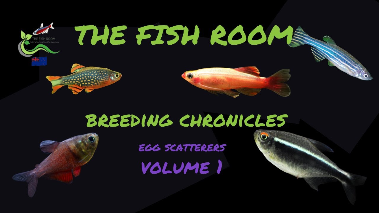 Breeding Chronicles Vol 1 - Egg Scatterers - YouTube