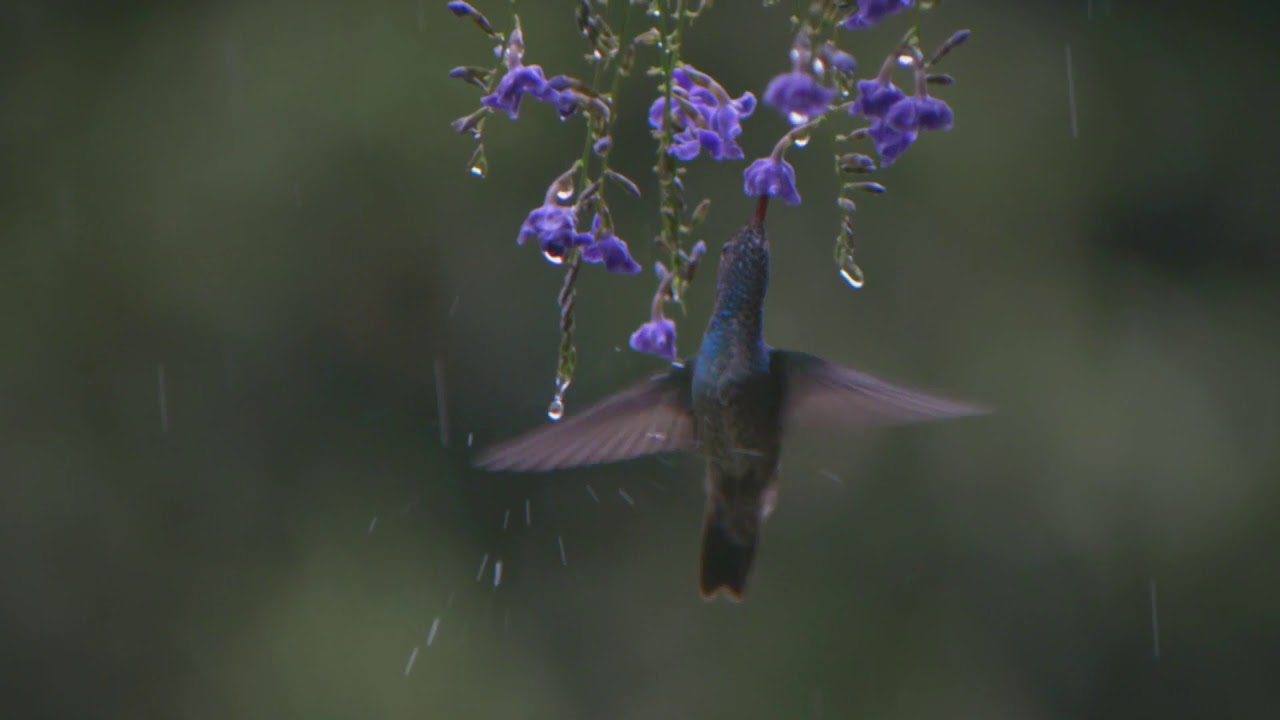 Hummingbirds Jewelled Messengers - YouTube