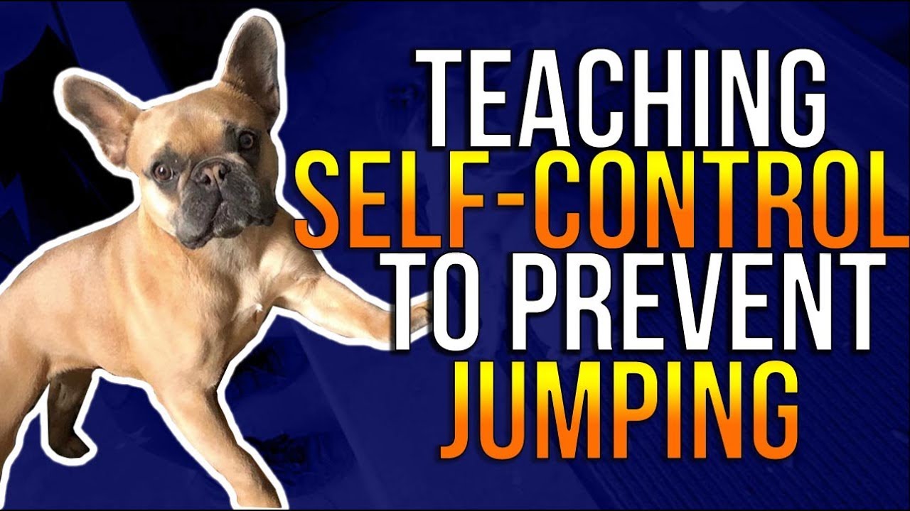 TEACHING SELF-CONTROL TO PREVENT JUMPING - YouTube