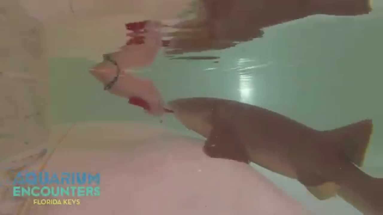 Meet Our Friendly Nurse Sharks Today! - YouTube
