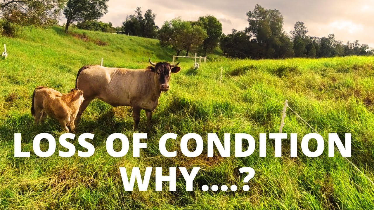 WITHIN 63 DAYS MY CATTLE LOST CONDITION & DROPPED TWO BODY CONDITION ...