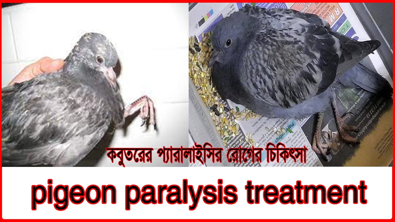 কবুতরের প্যারালাইসিস রোগের সঠিক চিকিৎসা | Proper treatment of pigeon ...