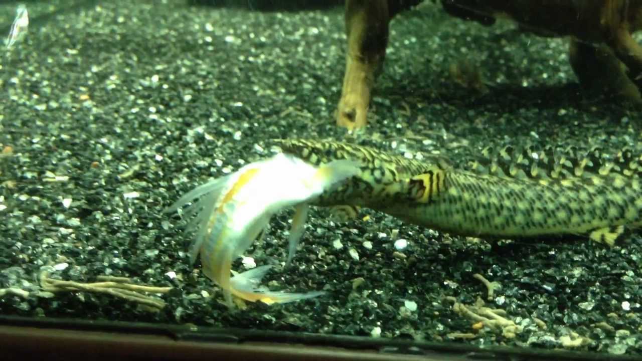 ORNATE BICHIR SWALLOW KOI FISH - YouTube