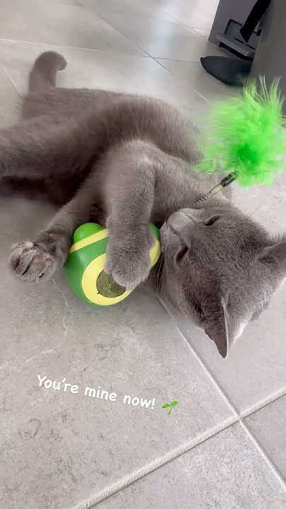 Catnip Lover Momo!💚Adorable Reaction to His New Toy! #catshorts #cat #prettycat #catlover # ...
