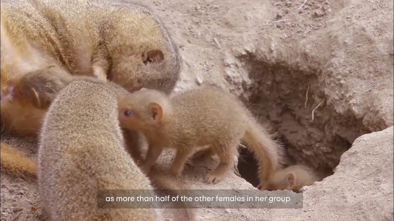 BIRTH SYNCHRONIZATION BEHAVIOR IN MAMMALS - YouTube