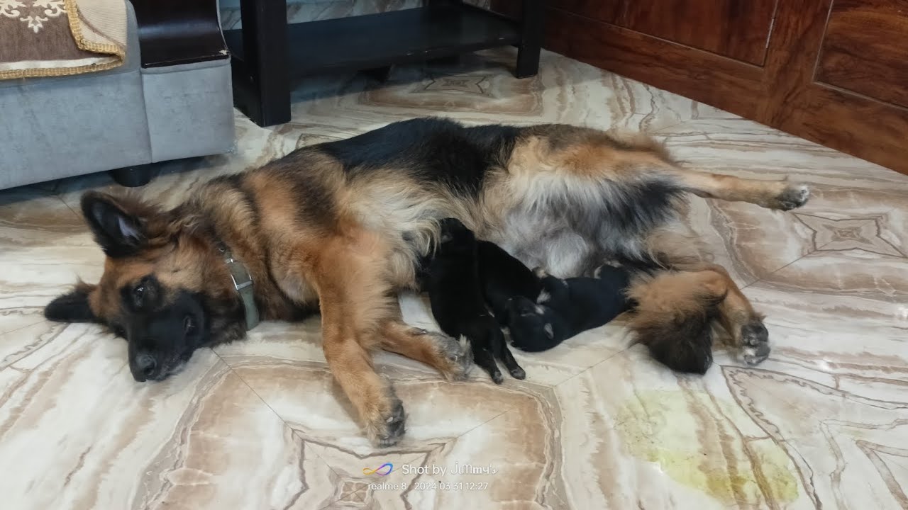 Mother German shepherds Milk feeding to her puppies - YouTube