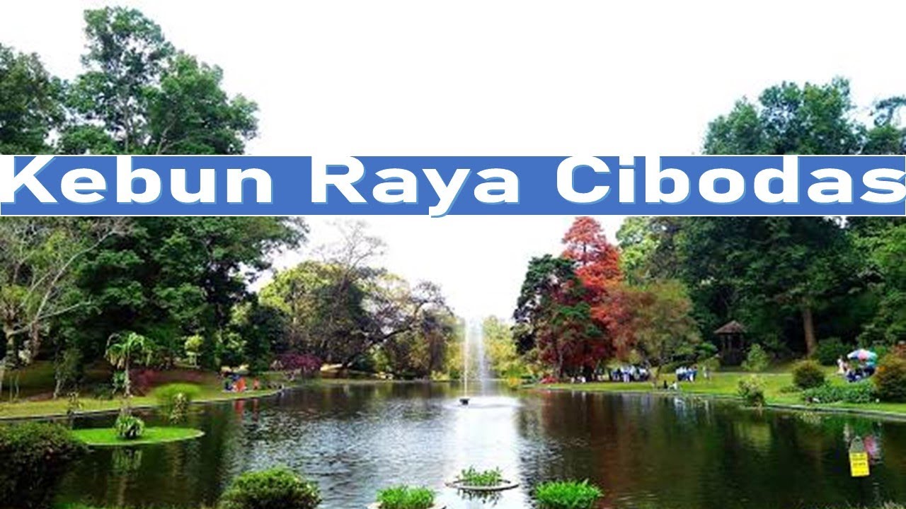 Suasana Terbaru Kebun Raya Cibodas Tempat Wisata Puncak Cipanas Cianjur ...