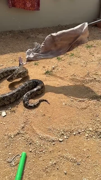 Look at the strike of the python #shorts - YouTube