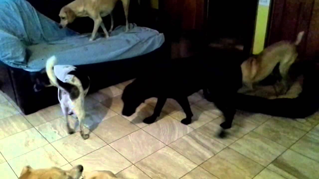 House sitting with lots of dogs, playtime! - YouTube