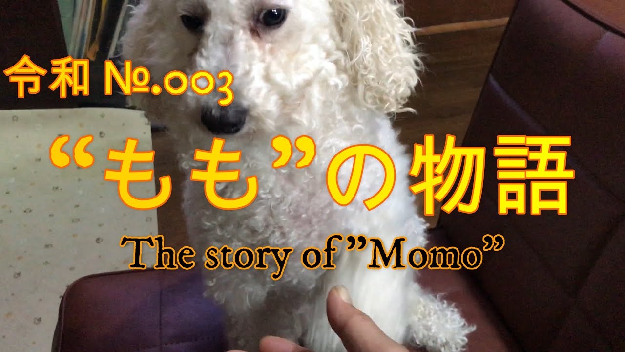 【Japanese ・ English version】 The story of “Momo” (The story of “Momo ...