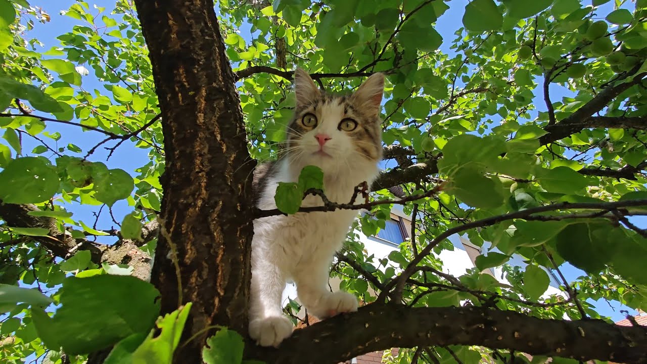 Cat Tree Climbing Adventures - YouTube